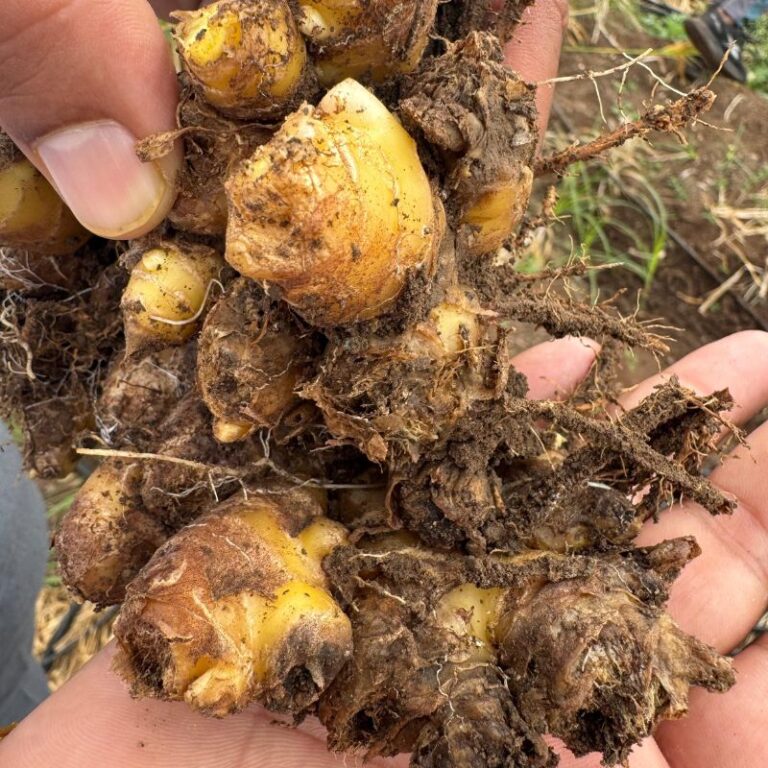 Ginger - Huntinorganics